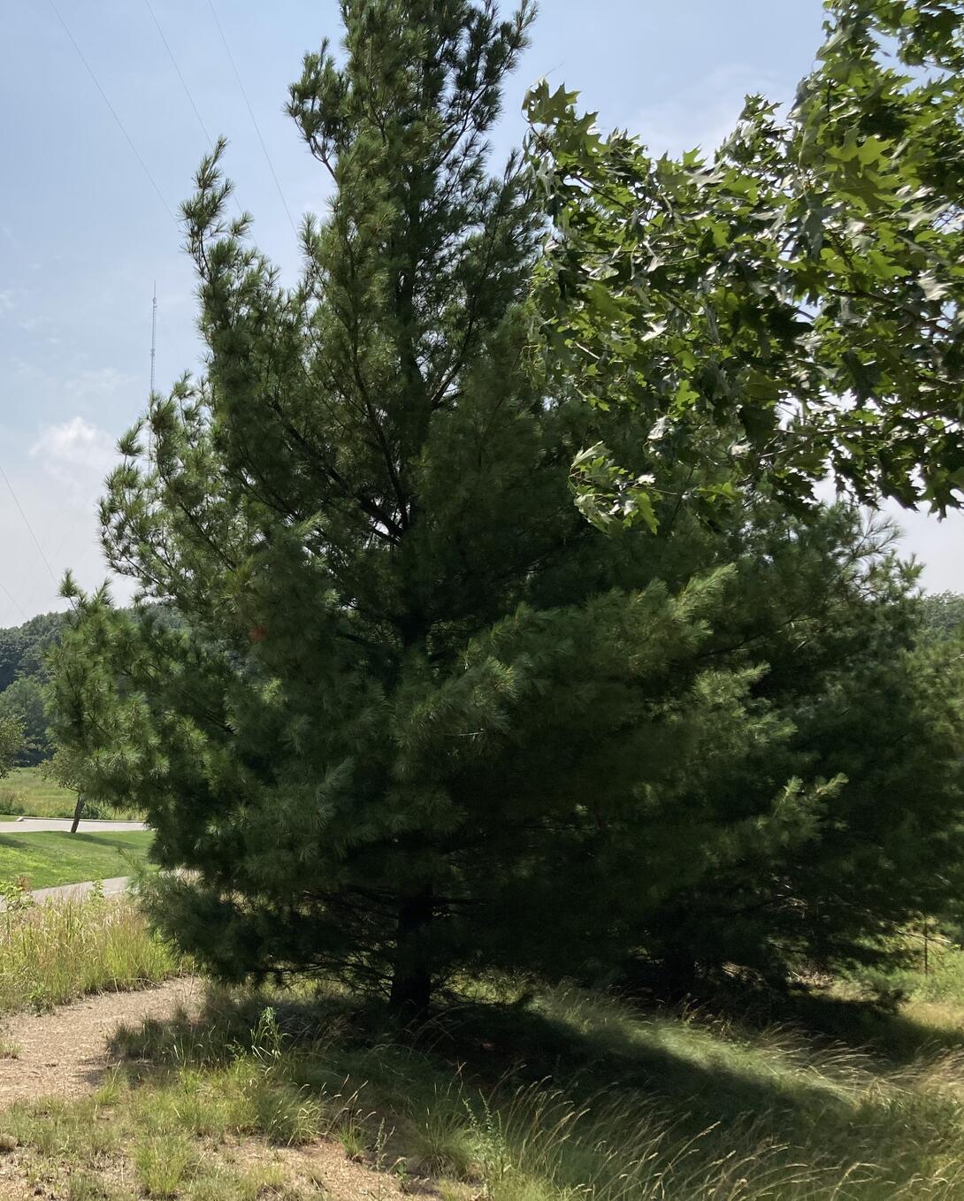 White Pine | CMP Tree Selection Tool